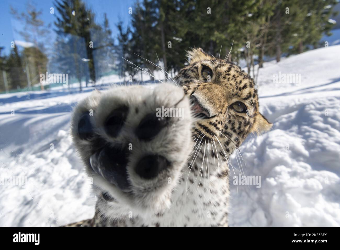 Snow leopard paw hi-res stock photography and images - Alamy