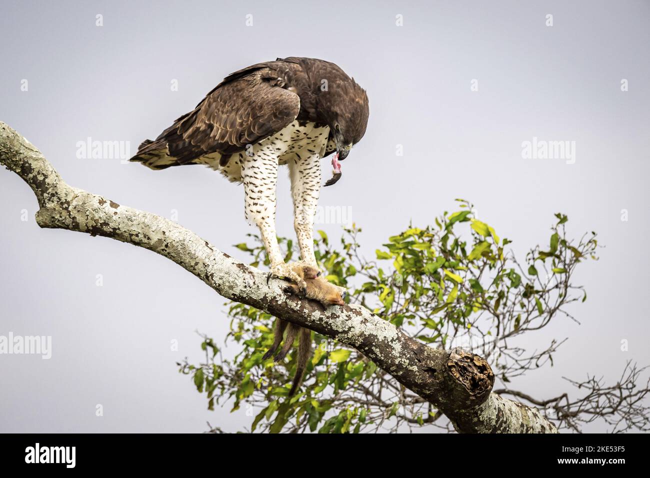 Martial eagle with prey Stock Photo - Alamy