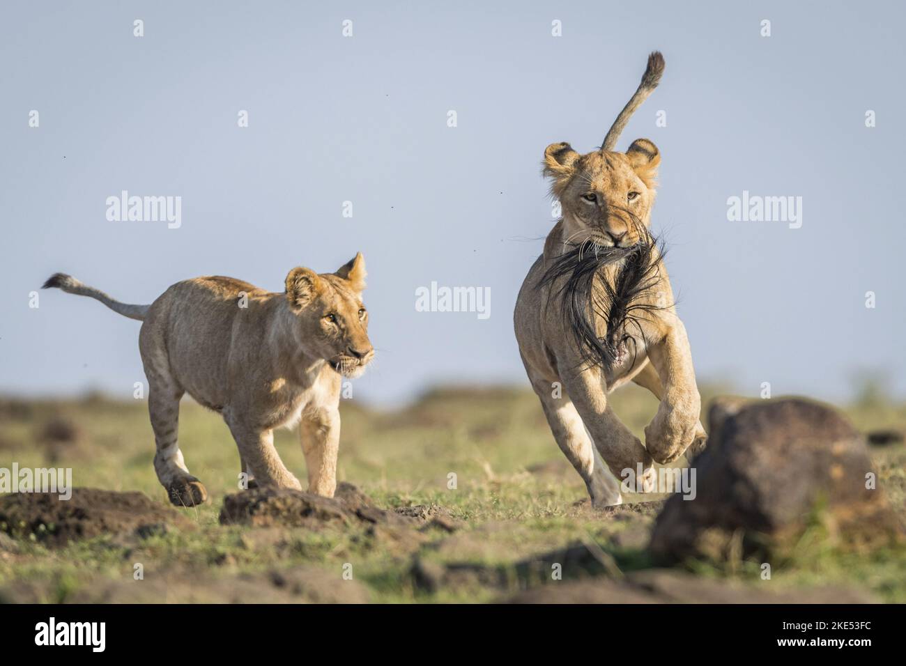 Lion prey africa running hi-res stock photography and images - Alamy