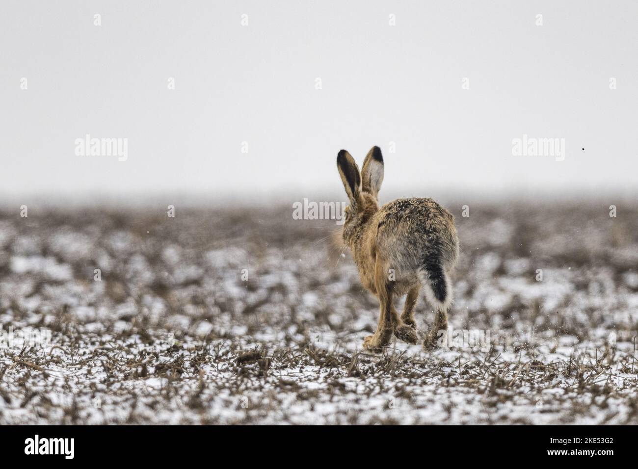 running Brown Hare Stock Photo - Alamy