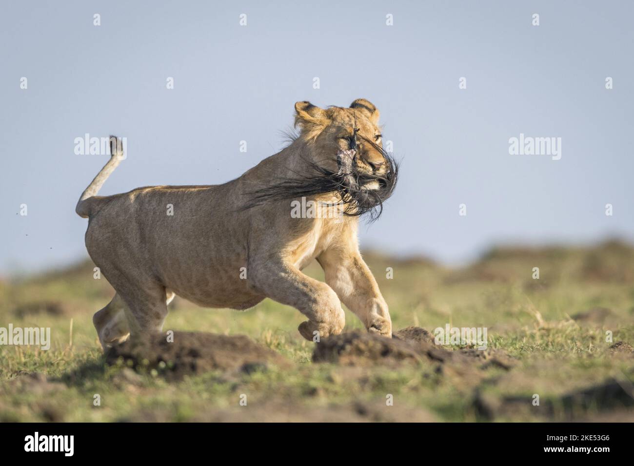 Running lion hi-res stock photography and images - Alamy