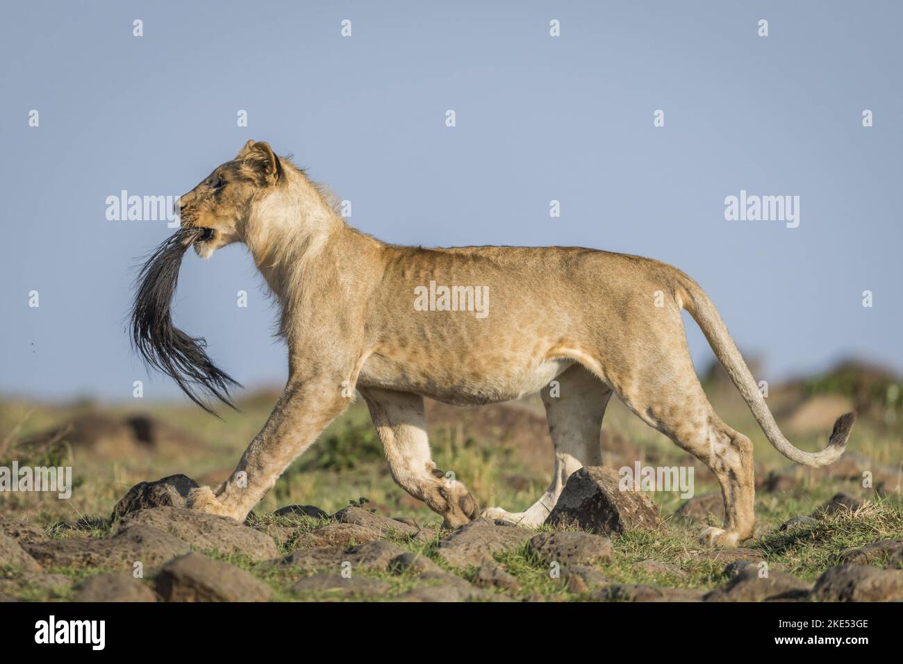 Lion prey africa running hi-res stock photography and images - Alamy