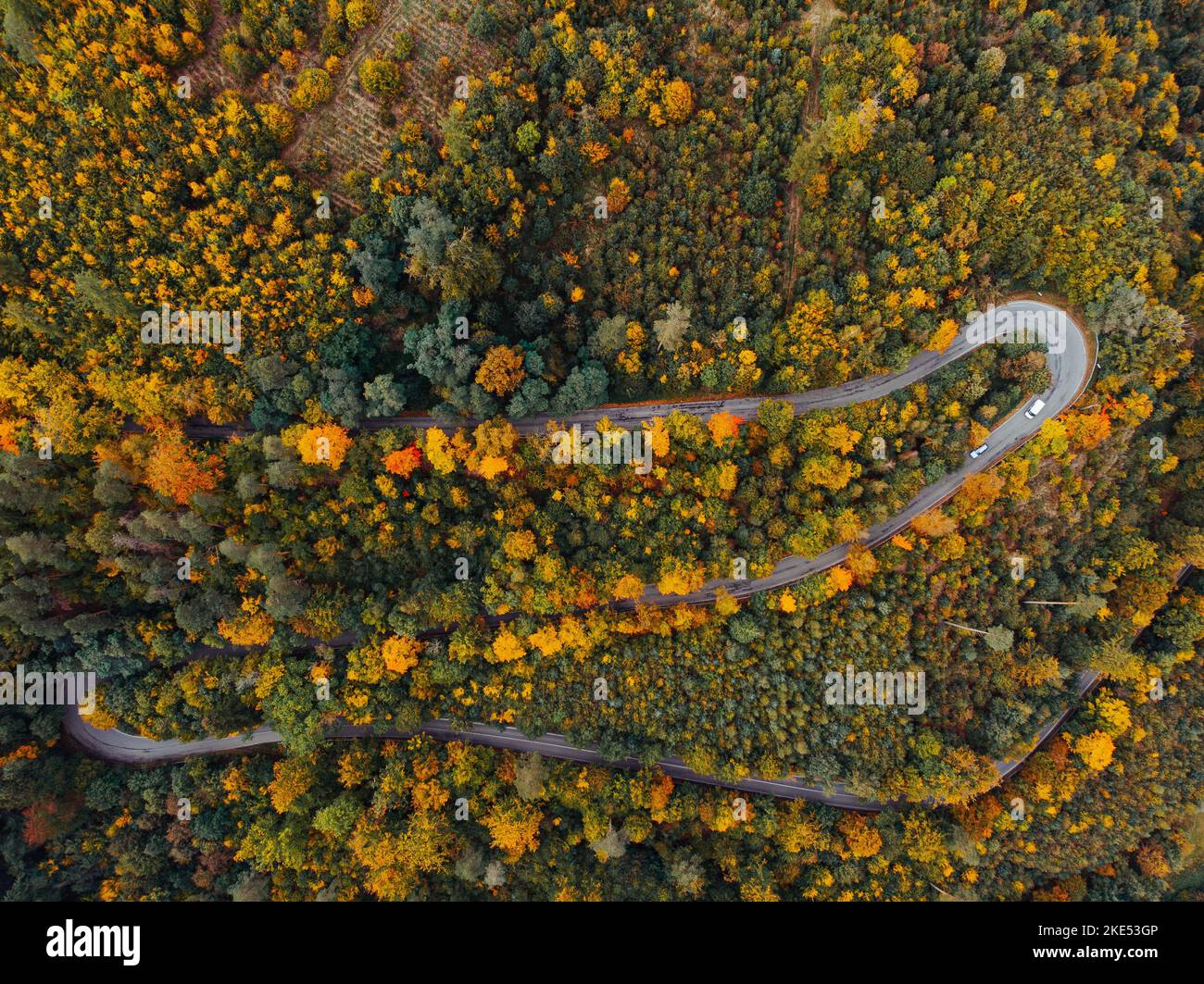 Aerial view of autumn forest with green, yellow and red trees. Wild ...