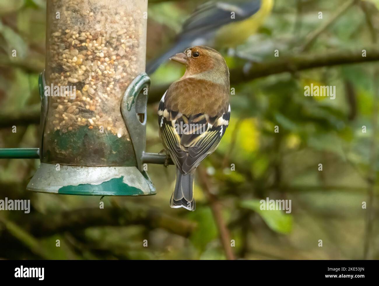 chaffinch taken 09/11/2022 Stock Photo - Alamy