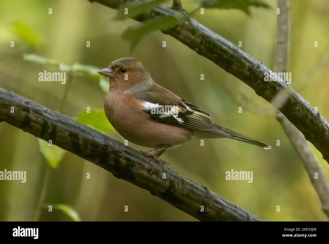 chaffinch taken 09/11/2022 Stock Photo - Alamy