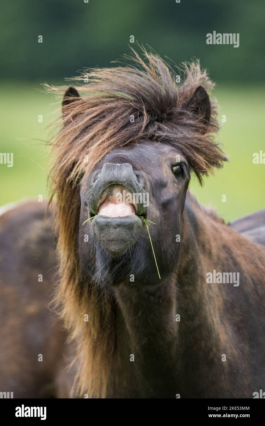 flehming Icelandic Horse Stock Photo - Alamy
