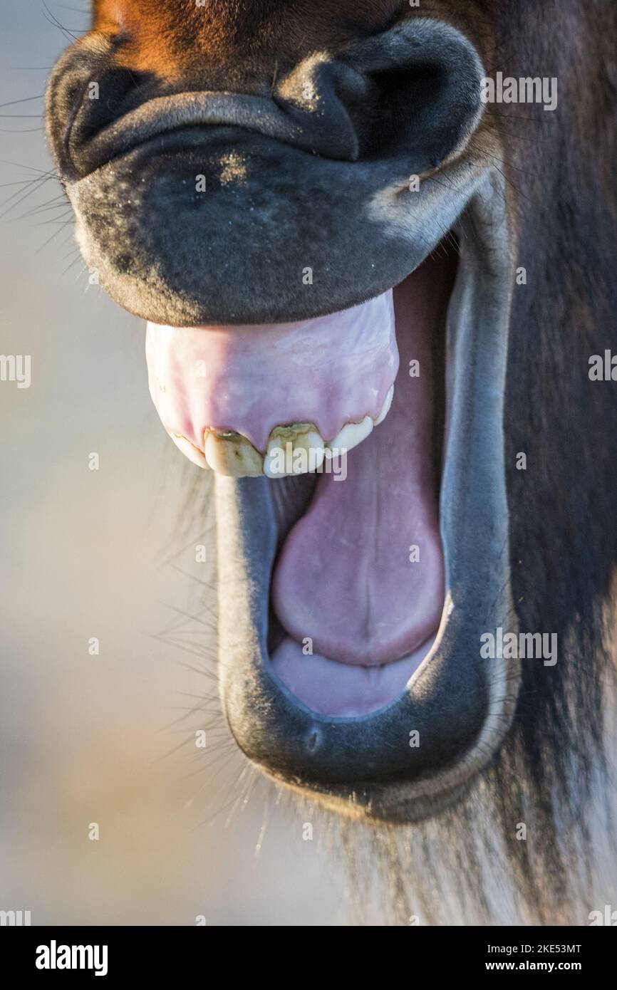 Horse pony yawn yawning hi-res stock photography and images - Alamy
