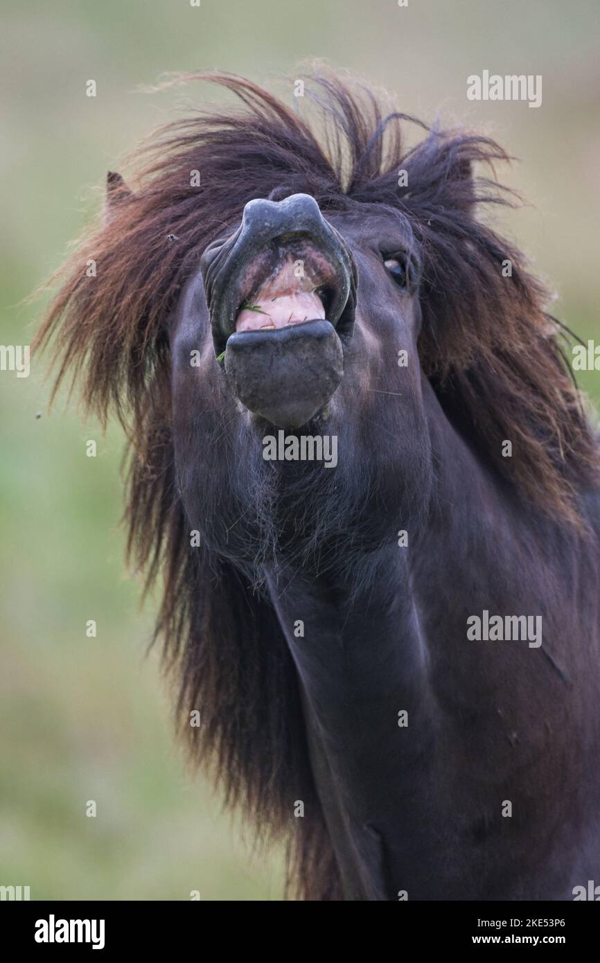 flehming Icelandic Horse Stock Photo - Alamy