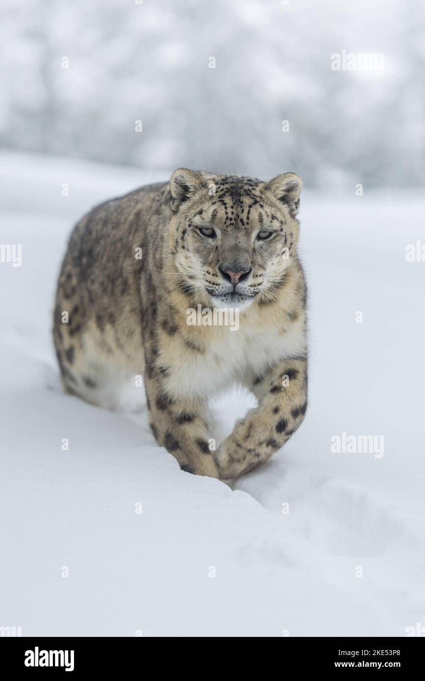walking Snow Leopard Stock Photo - Alamy