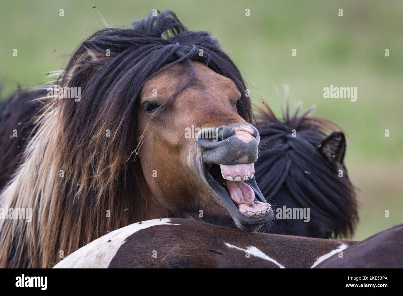 Horse pony yawn yawning hi-res stock photography and images - Alamy