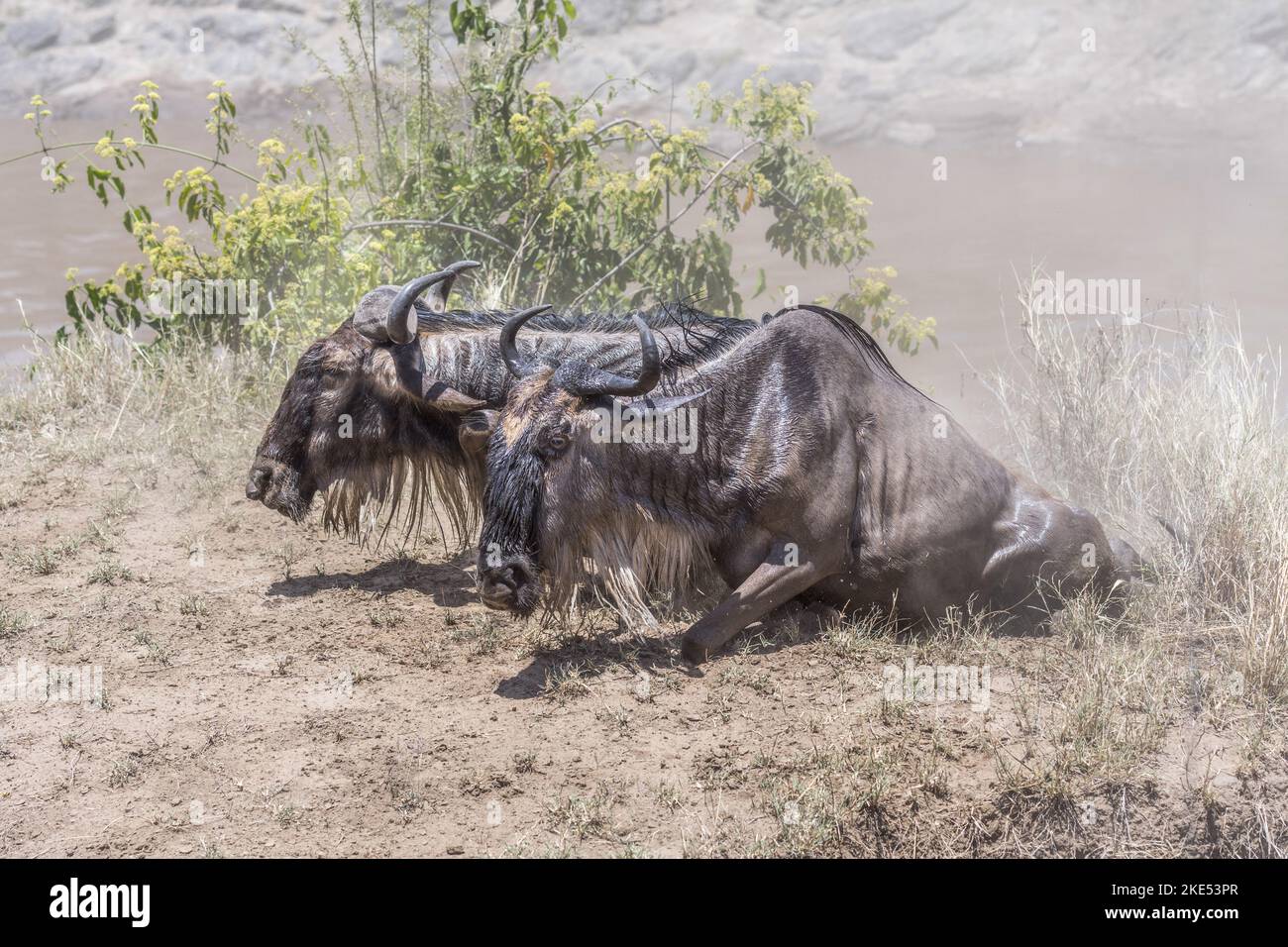 Blue Wildebeests climb a slope Stock Photo - Alamy