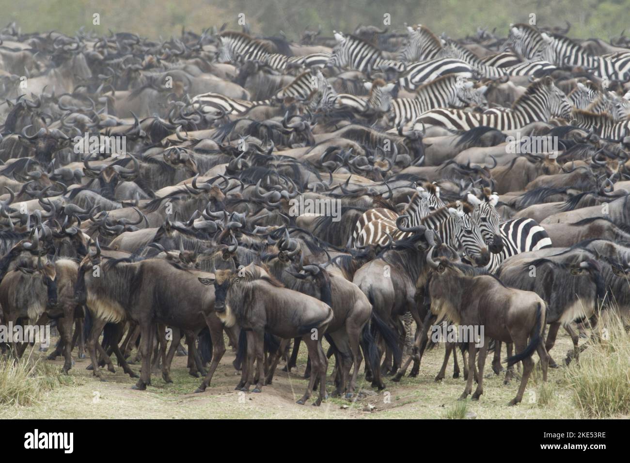 Zebra and wildebeest migrating animals hi-res stock photography and ...
