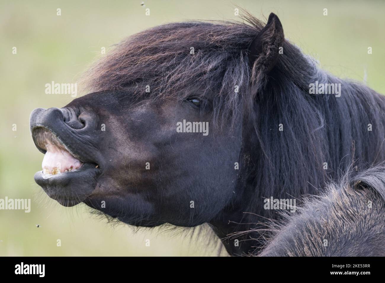 Flehming hi-res stock photography and images - Alamy