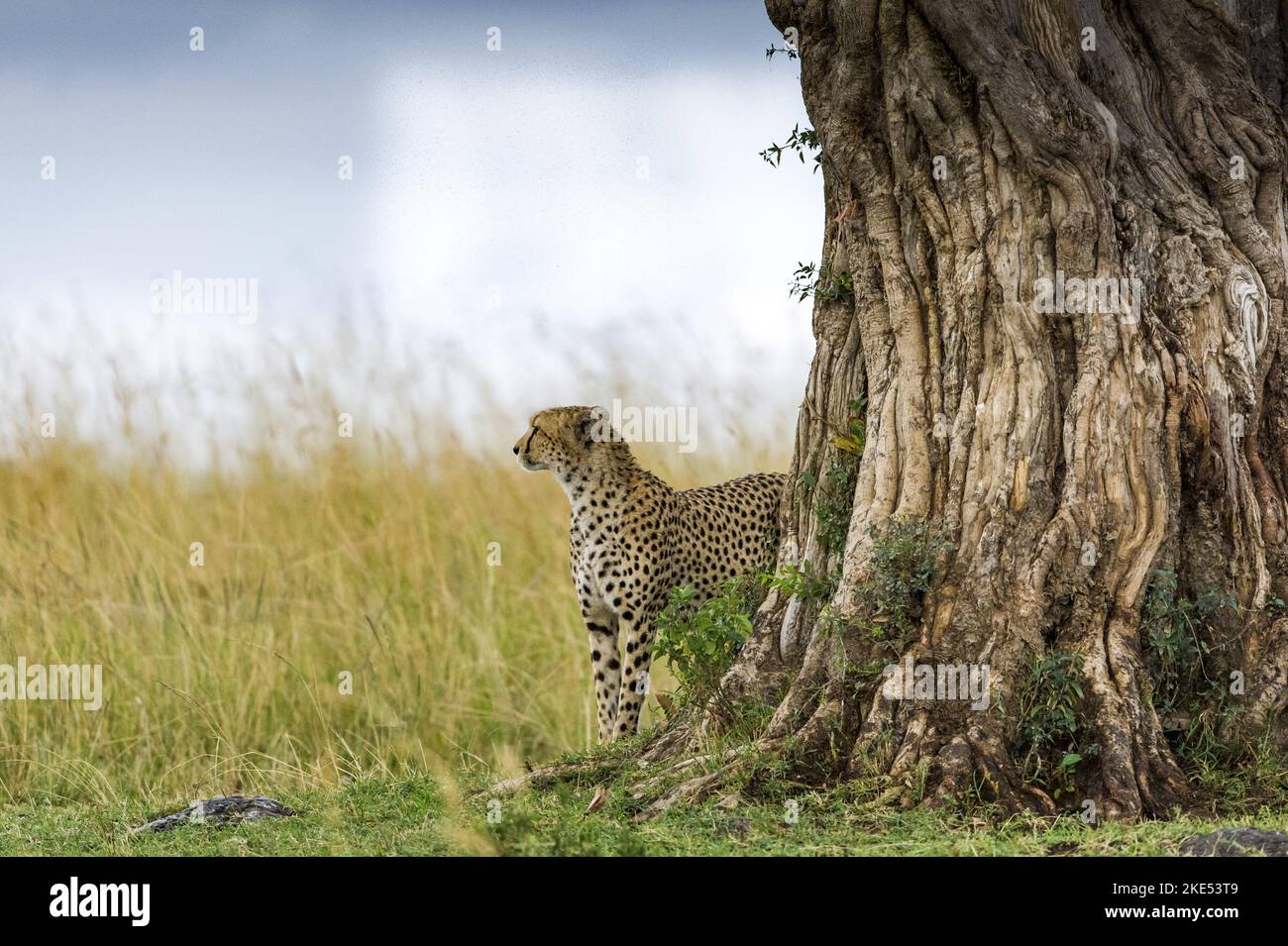 Cheetahs under a tree Stock Photo - Alamy