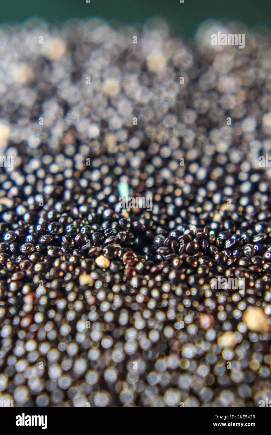 Seeds of Stem Amaranth, Data Denga Dughi Callaloo Spinach Stock Photo ...