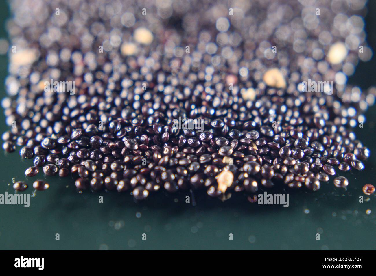 Seeds of Stem Amaranth, Data Denga Dughi Callaloo Spinach Stock Photo ...