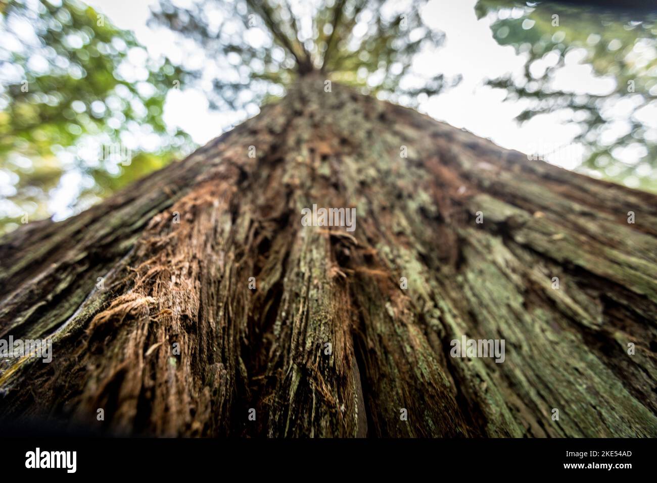 A low angle of a tall tree trunk in a forest Stock Photo - Alamy