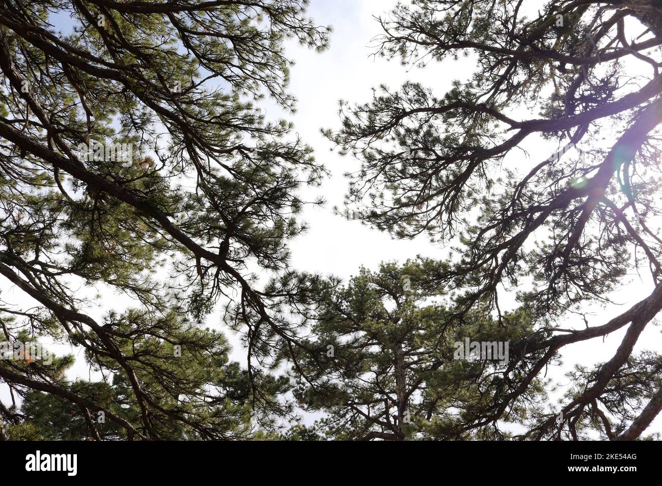 big pine trees in the forest Stock Photo - Alamy
