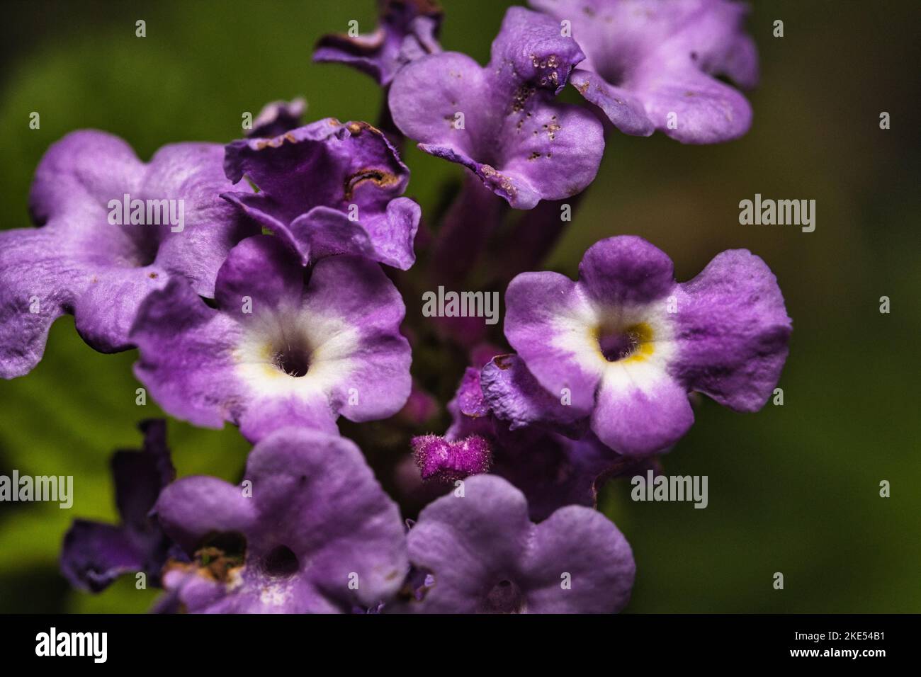 Micro picture of blossom flowers in the park Stock Photo - Alamy