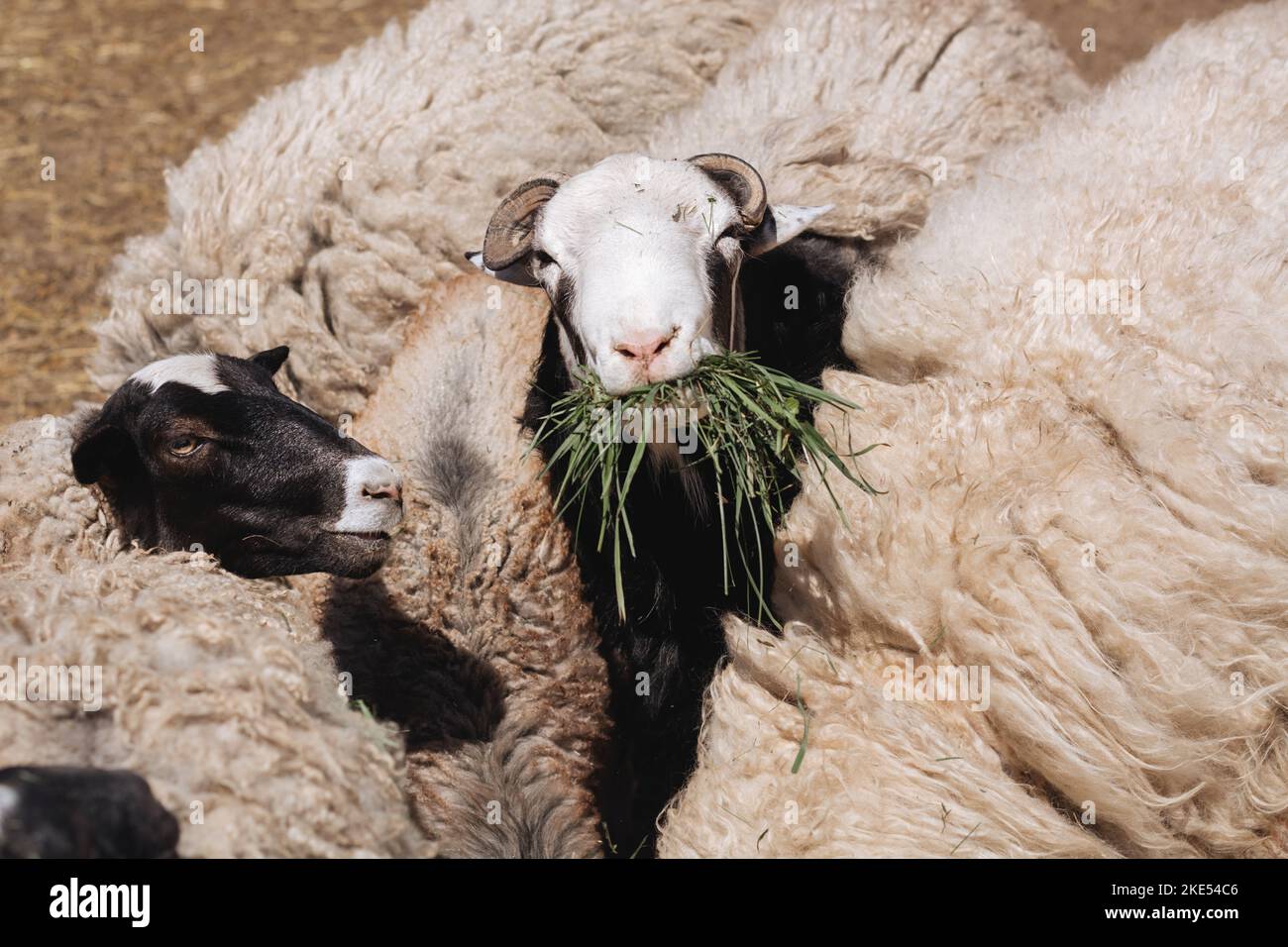 Black and white sheep eat green grass. A herd of animals on a sunny day ...