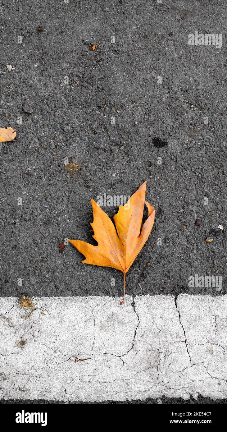 The vertical view of an autumn leaf fallen on the half-painted asphalt ...