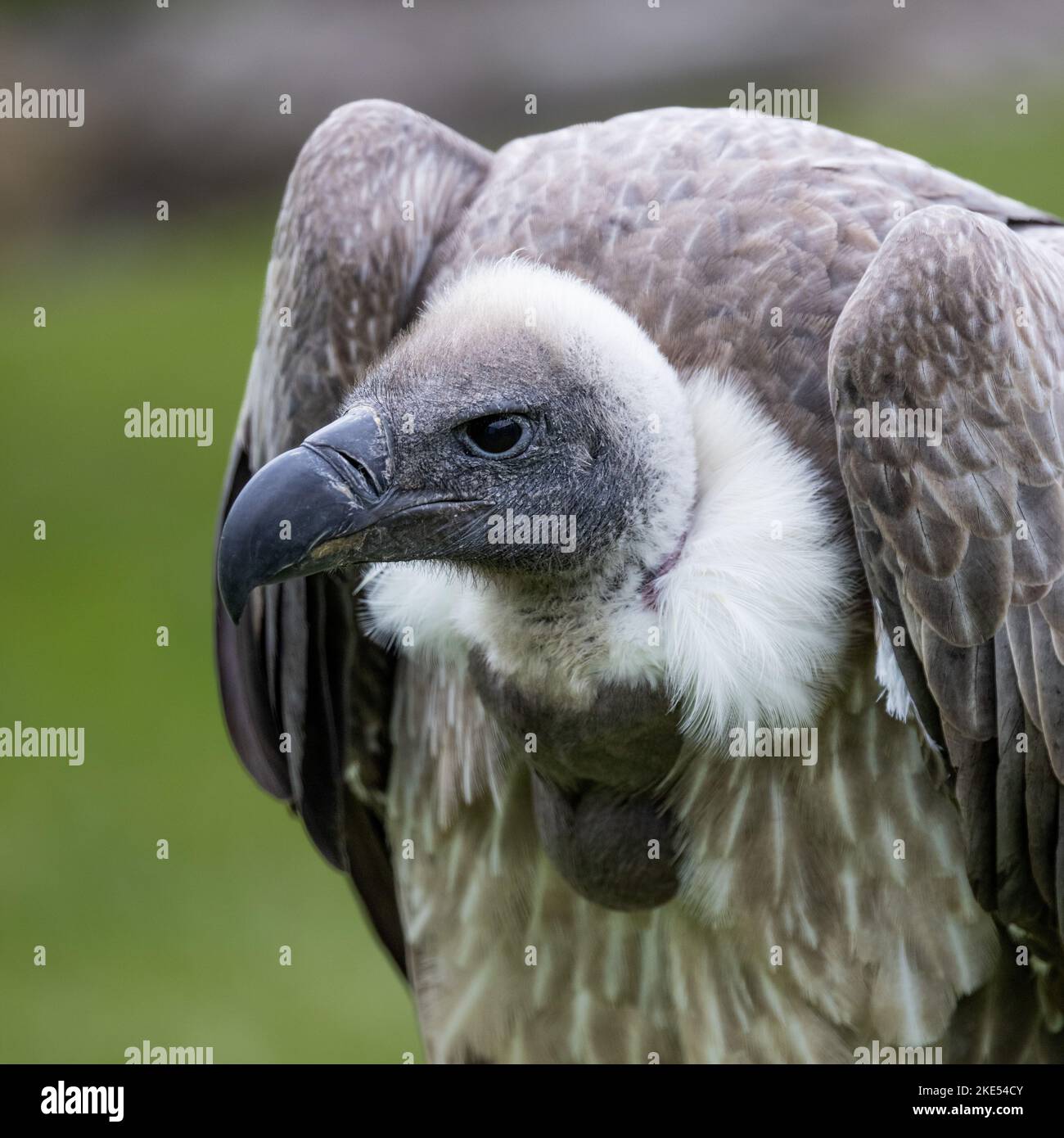 Large vulture close-up looking straight ahead Stock Photo - Alamy