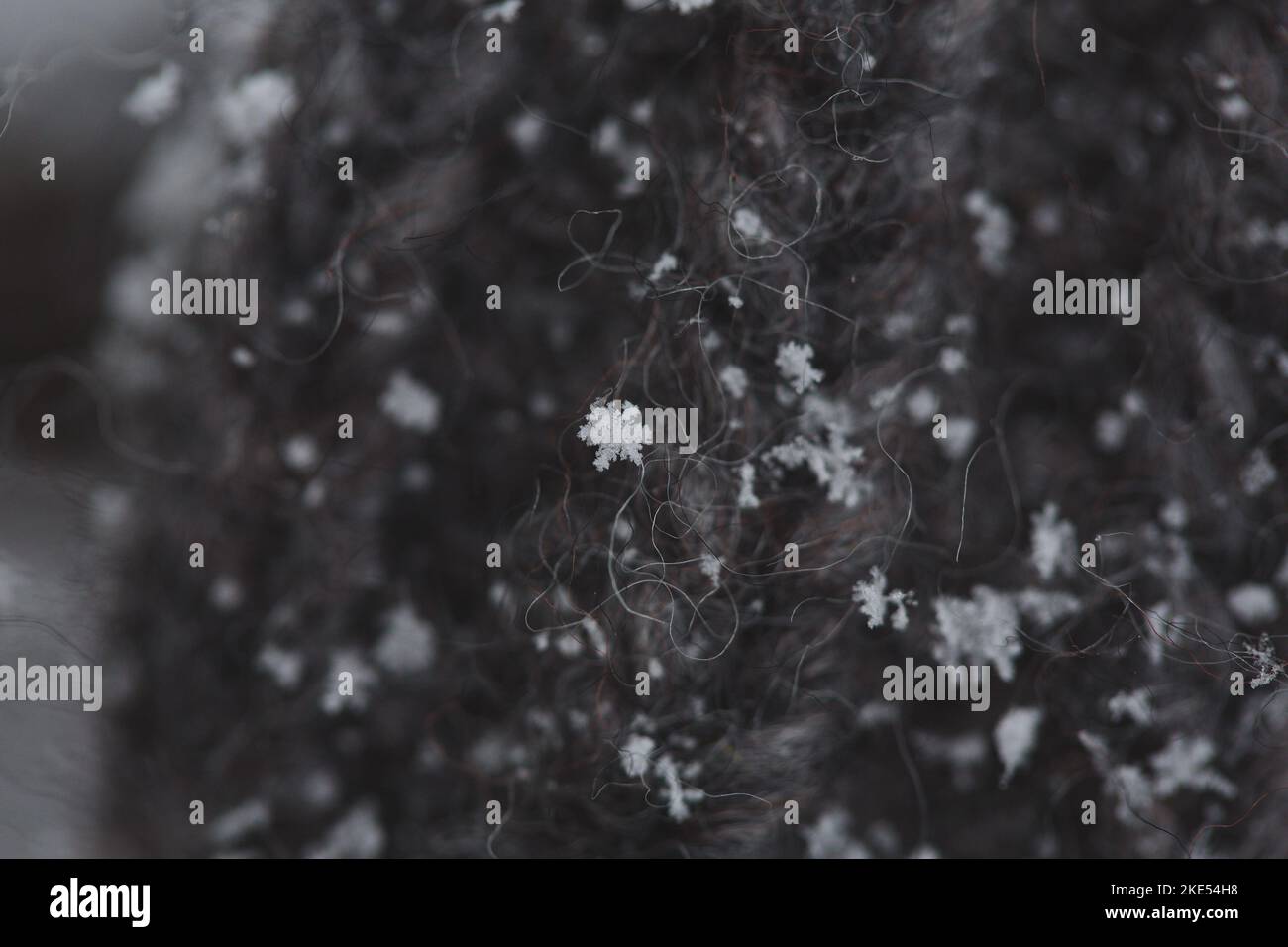 The grayscale macro shot of snowflakes on a fury material Stock Photo ...