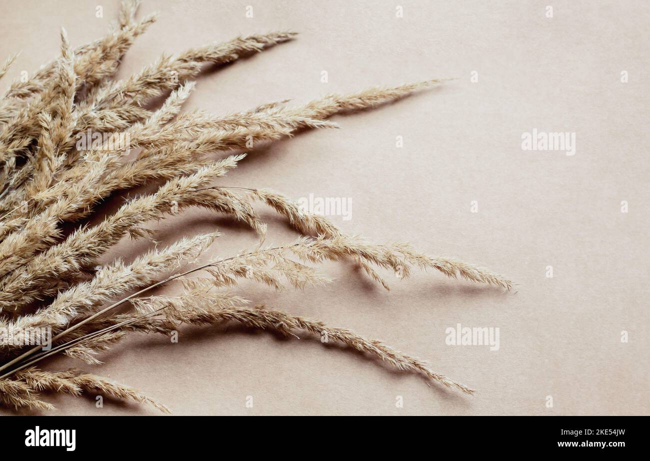 Dry pampas grass reeds bouquet on beige background Stock Photo - Alamy
