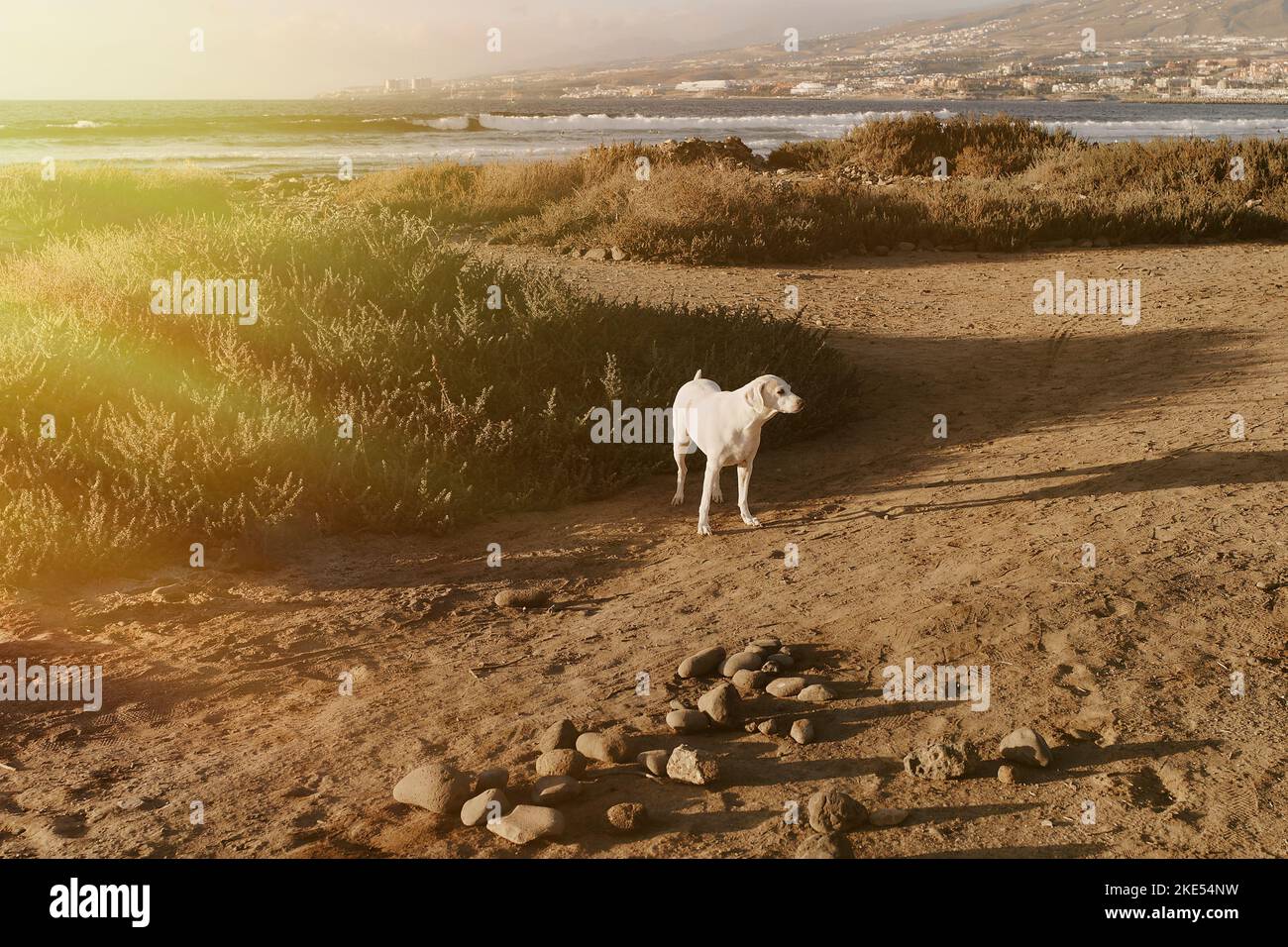 Dog in nature. Labrador retriever. Pet on a background of beautiful ...