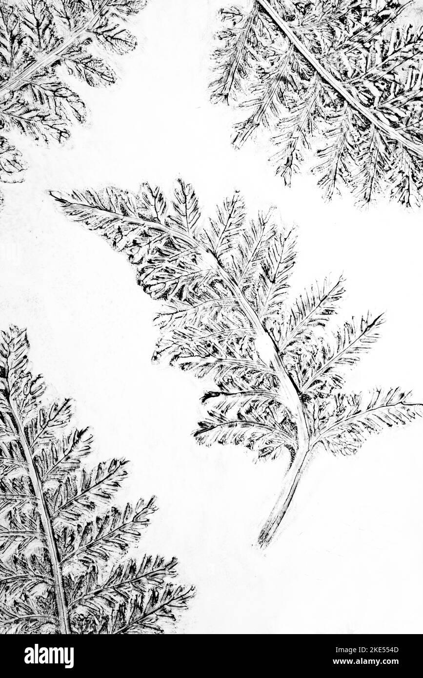 Black and white Fern pattern mixed media print Stock Photo - Alamy