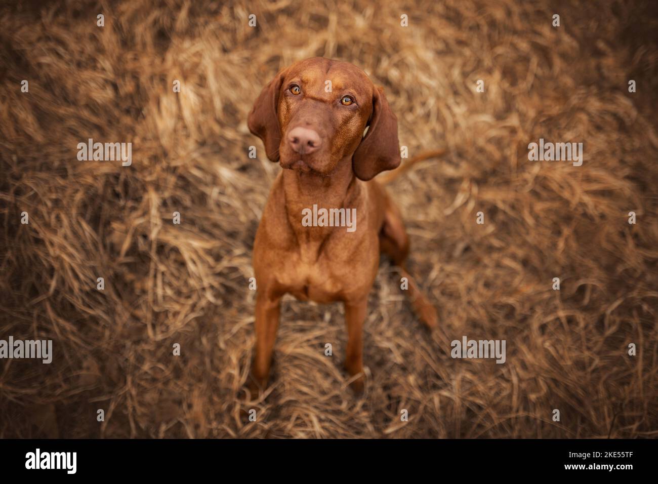 Distorted nature autumn hi-res stock photography and images - Alamy