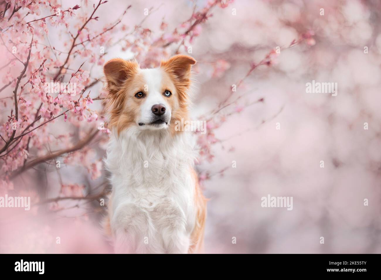 red-white Border Collie Stock Photo - Alamy