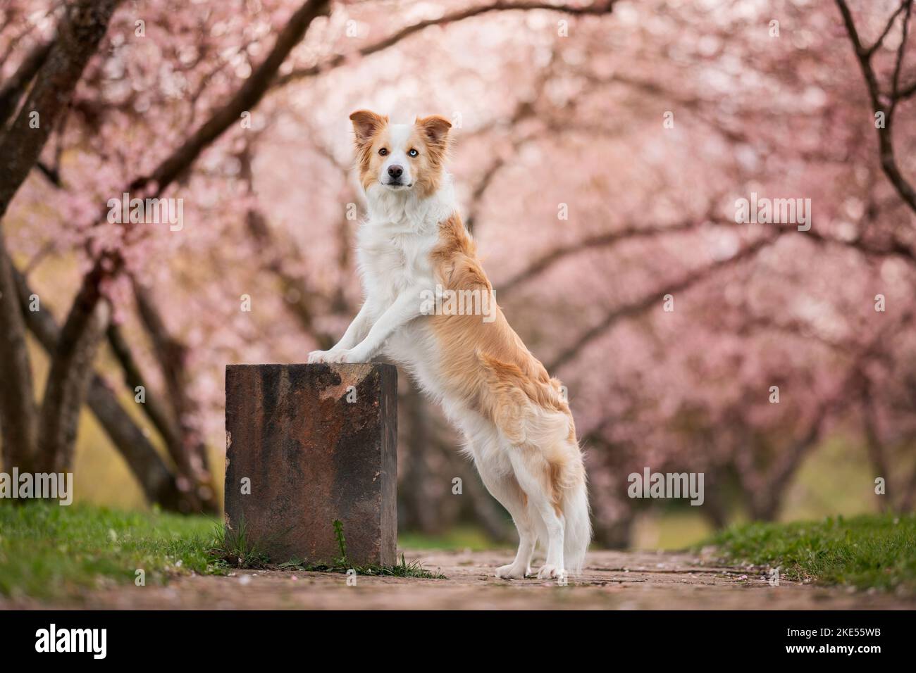 red-white Border Collie Stock Photo - Alamy