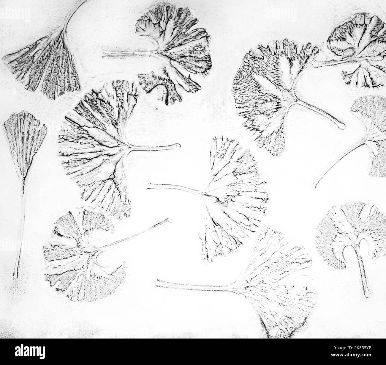 Black and white Ginkgo leaves pattern mixed media print Stock Photo - Alamy