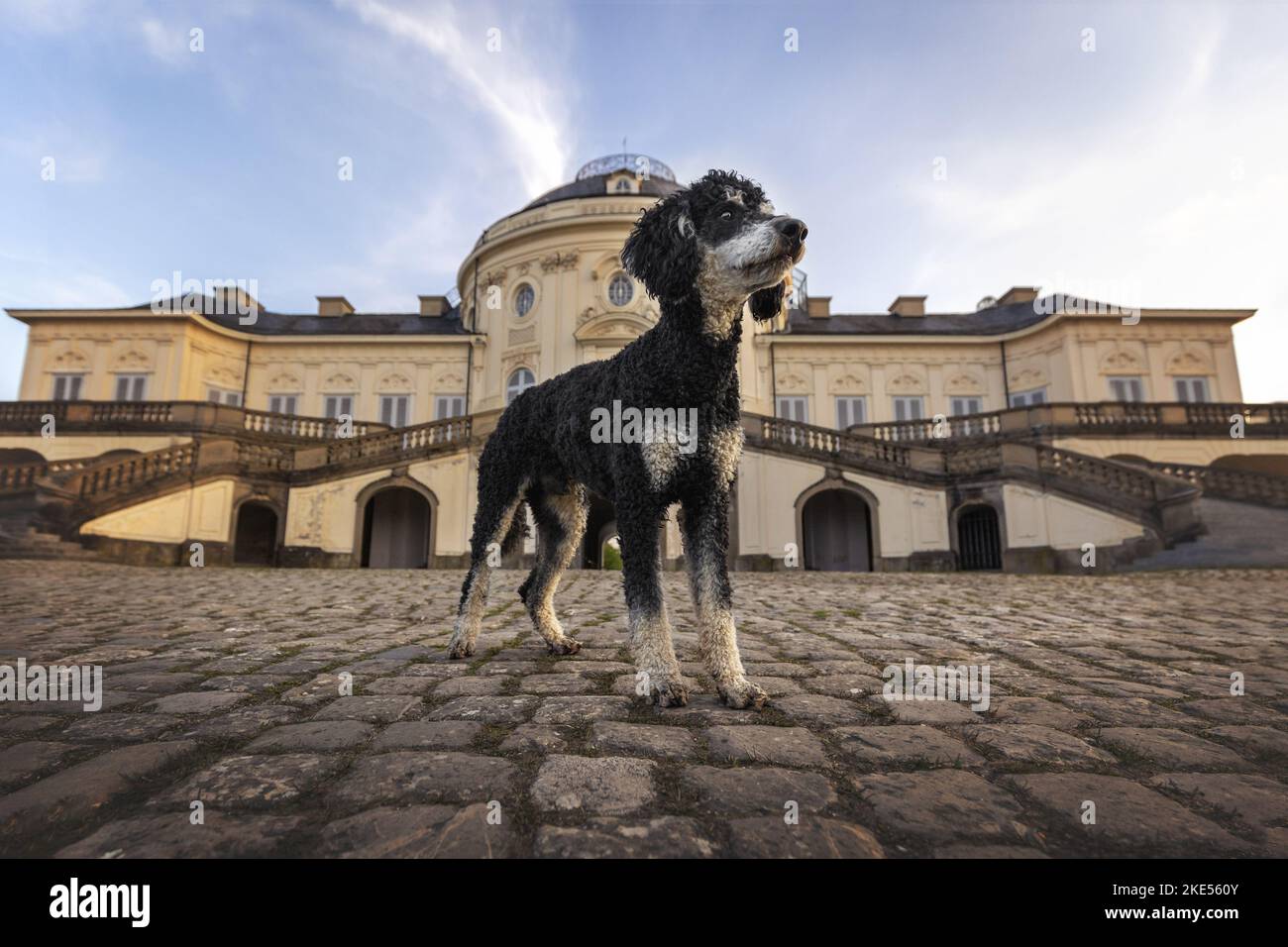 adult Royal Standard Poodle Stock Photo - Alamy