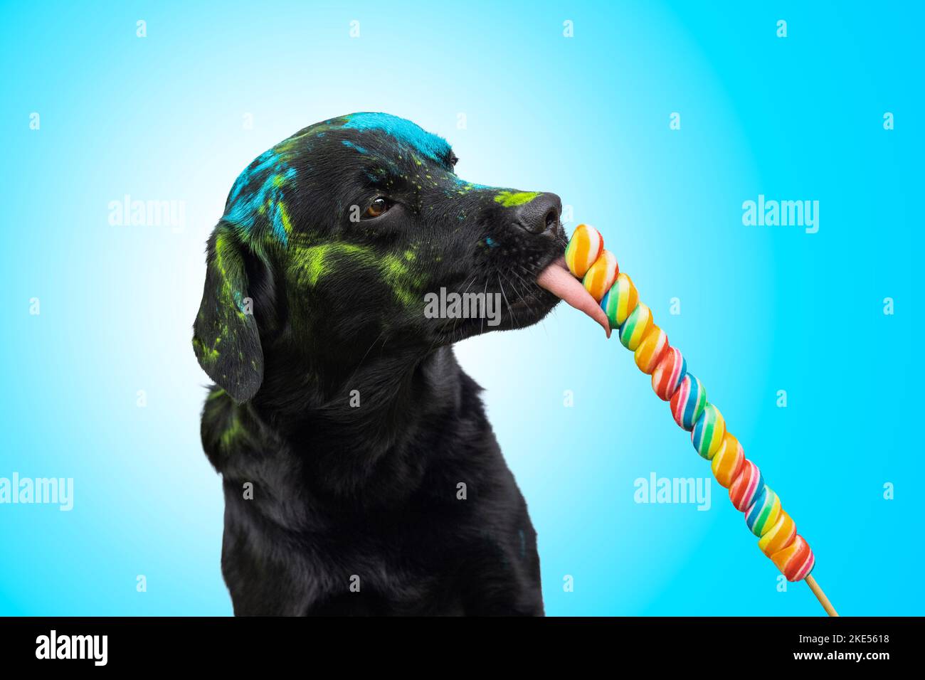 Labrador eating black hi-res stock photography and images - Alamy