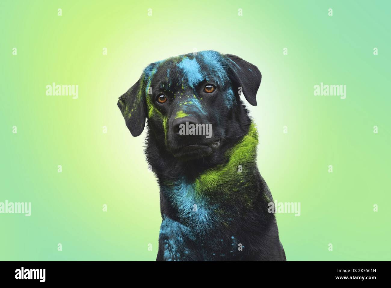 black Labrador Retriever Stock Photo - Alamy