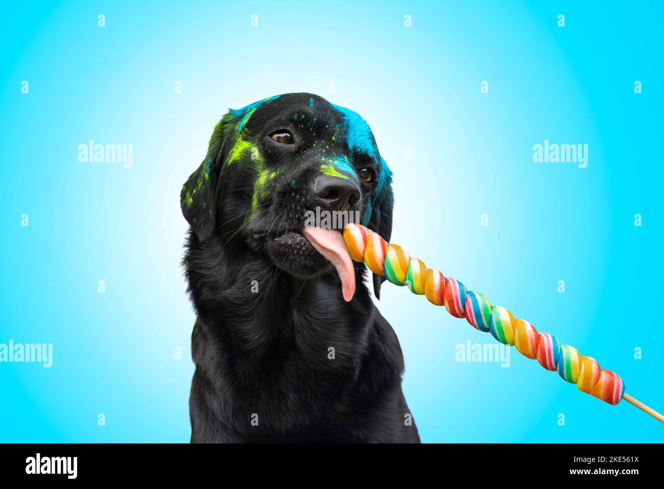 black Labrador Retriever Stock Photo - Alamy