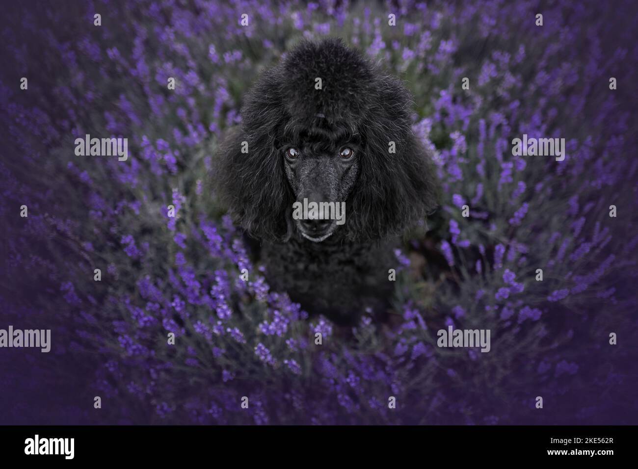 Giant Poodle in summer Stock Photo - Alamy
