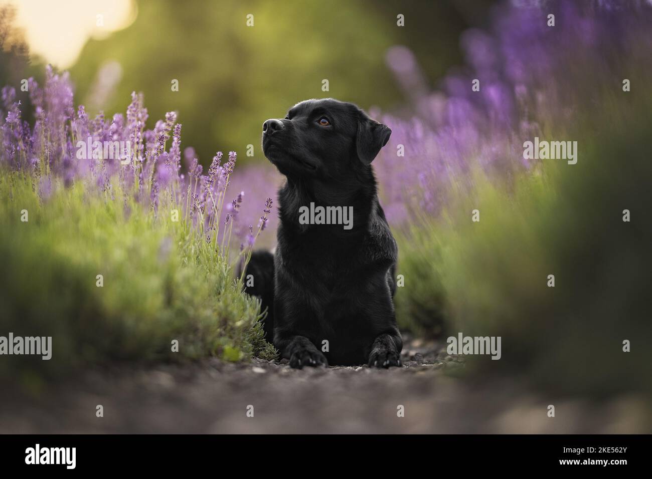 Labradoodle-Mongrel in summer Stock Photo - Alamy