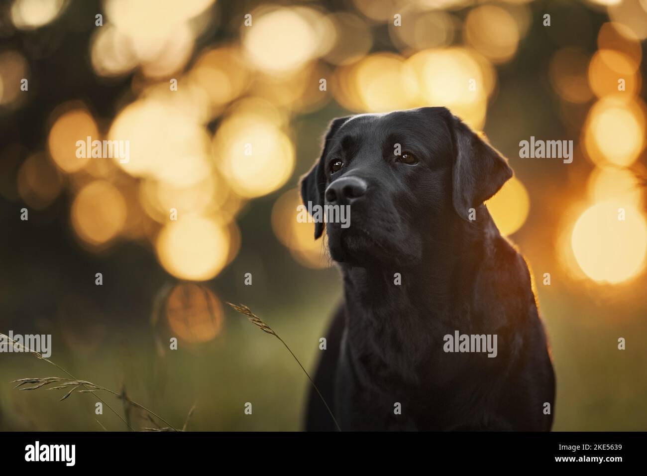 Black labrador sunset hi-res stock photography and images - Alamy