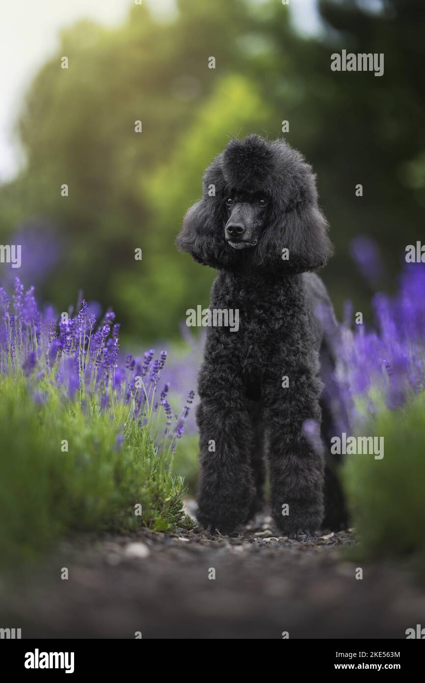 Giant Poodle in summer Stock Photo - Alamy