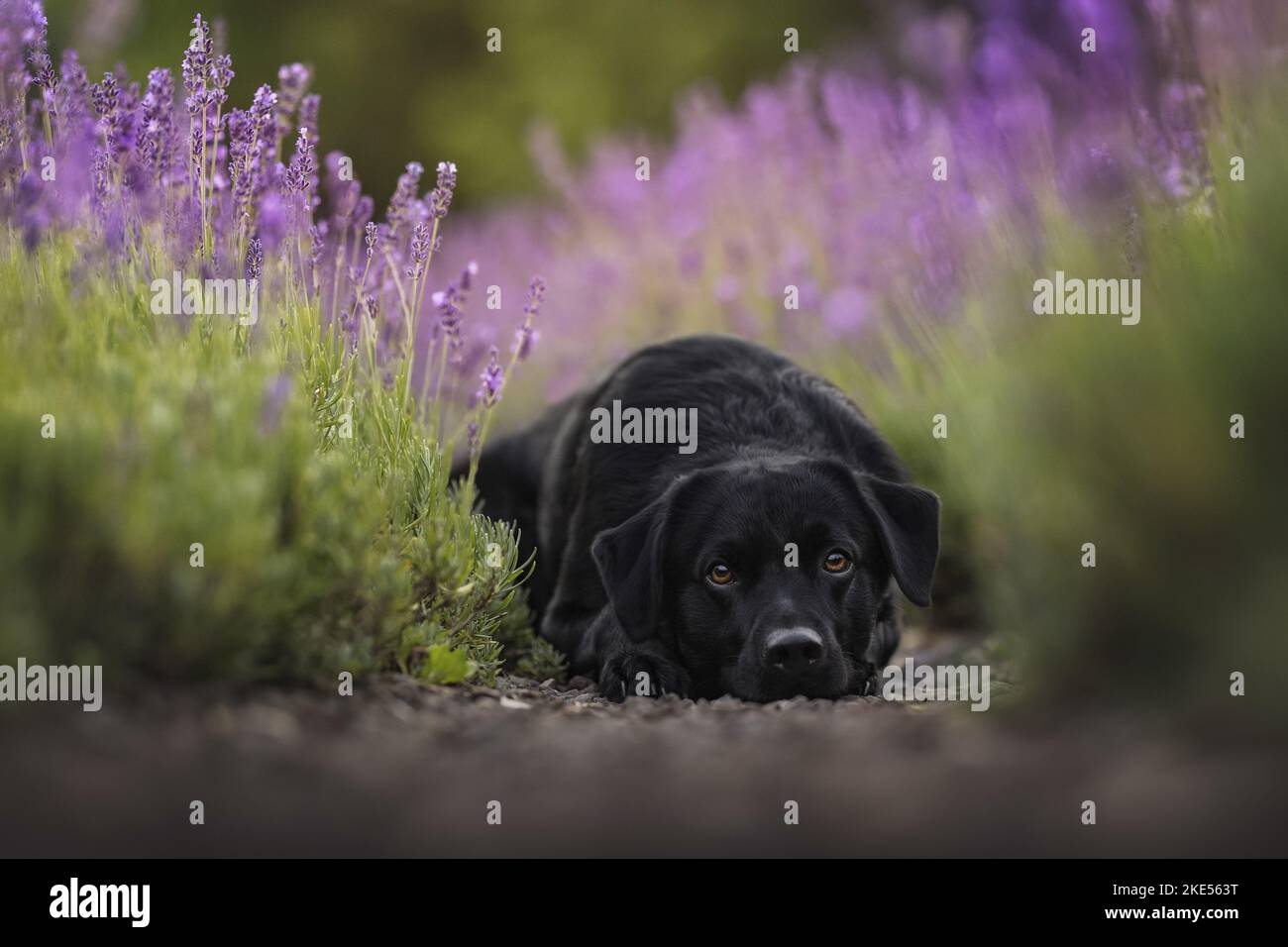 Labradoodle-Mongrel in summer Stock Photo - Alamy