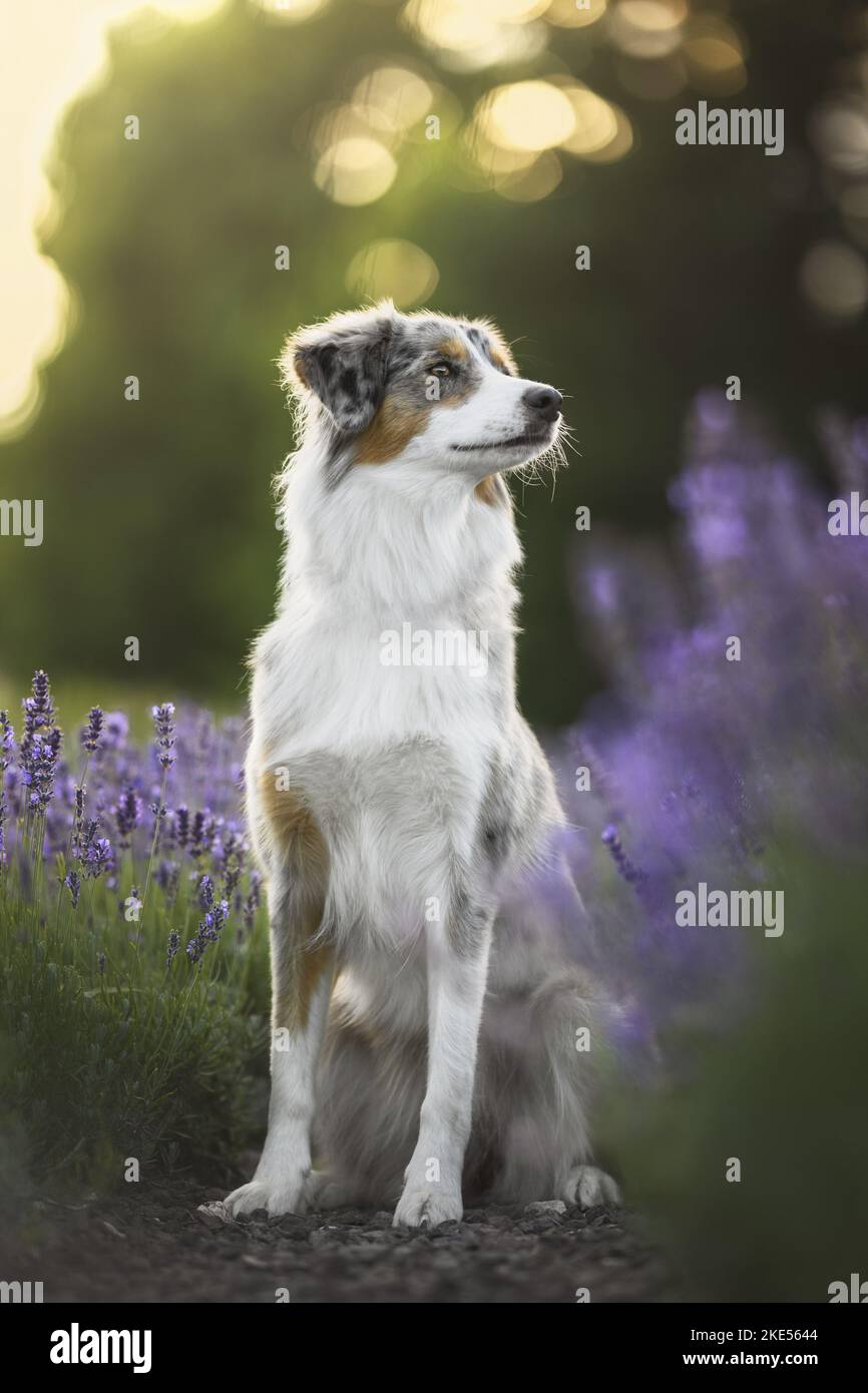 Australian-Shepherd-Border-Collie in summer Stock Photo - Alamy