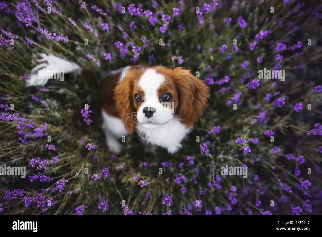 Cavalier King Charles Spaniel in summer Stock Photo - Alamy