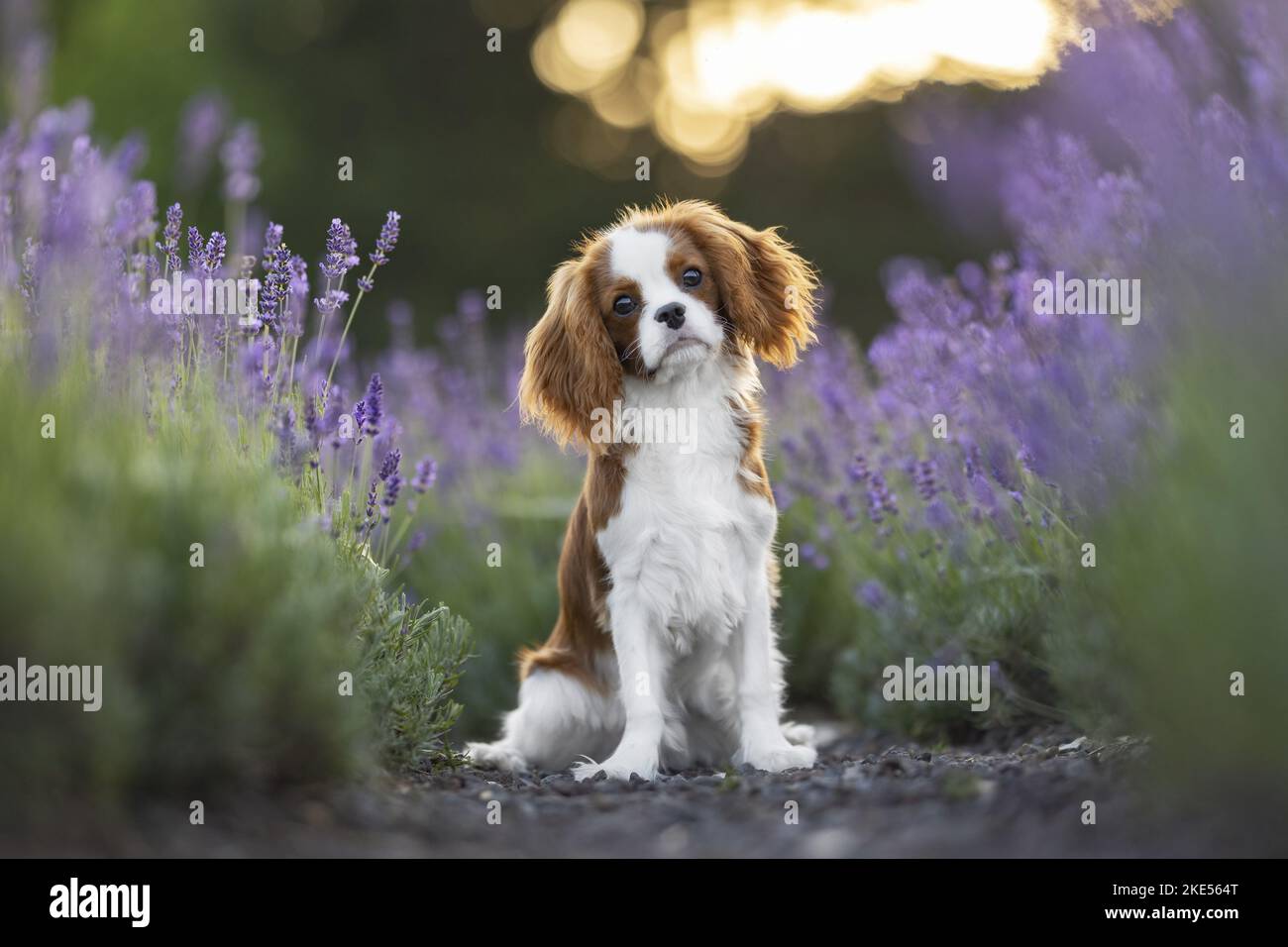 Cavalier King Charles Spaniel in summer Stock Photo - Alamy