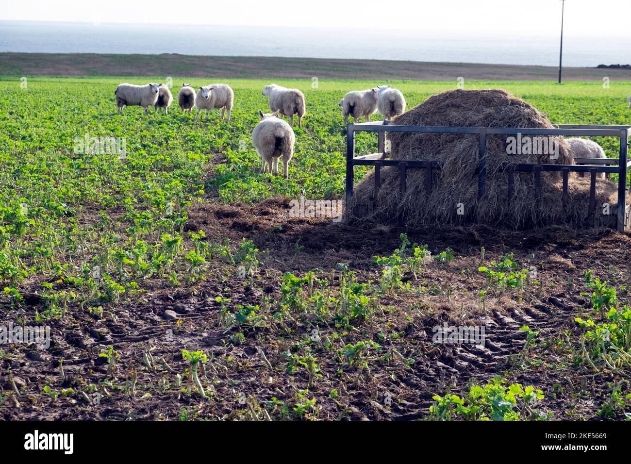 Sheep feeding on a field of fodder crop in Pembrokeshire West Wales ...