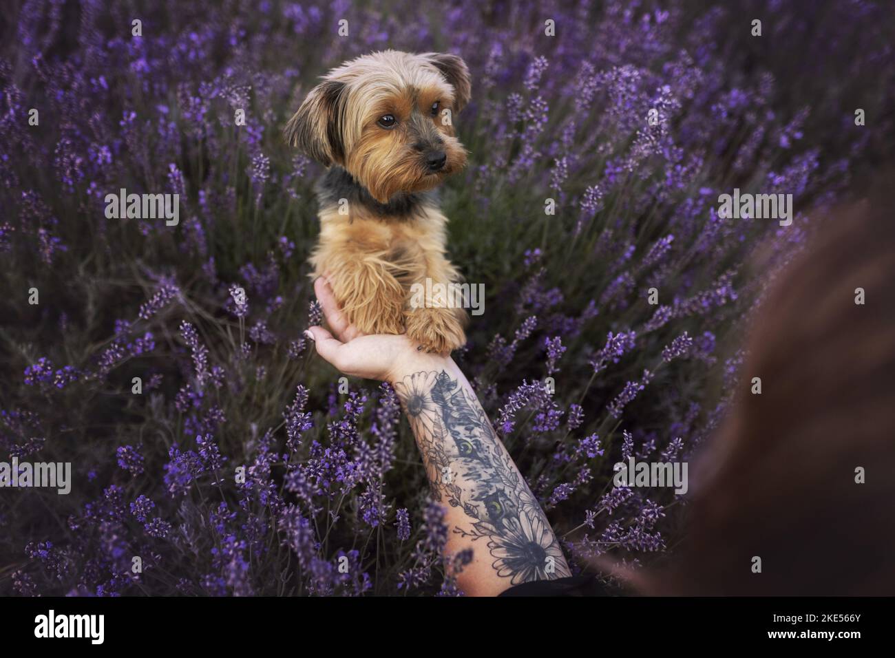 Back view small yorkshire hi-res stock photography and images - Alamy