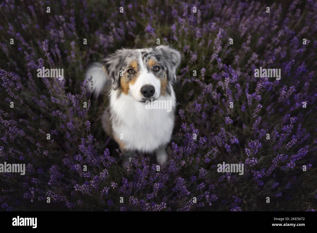 Australian-Shepherd-Border-Collie in summer Stock Photo - Alamy