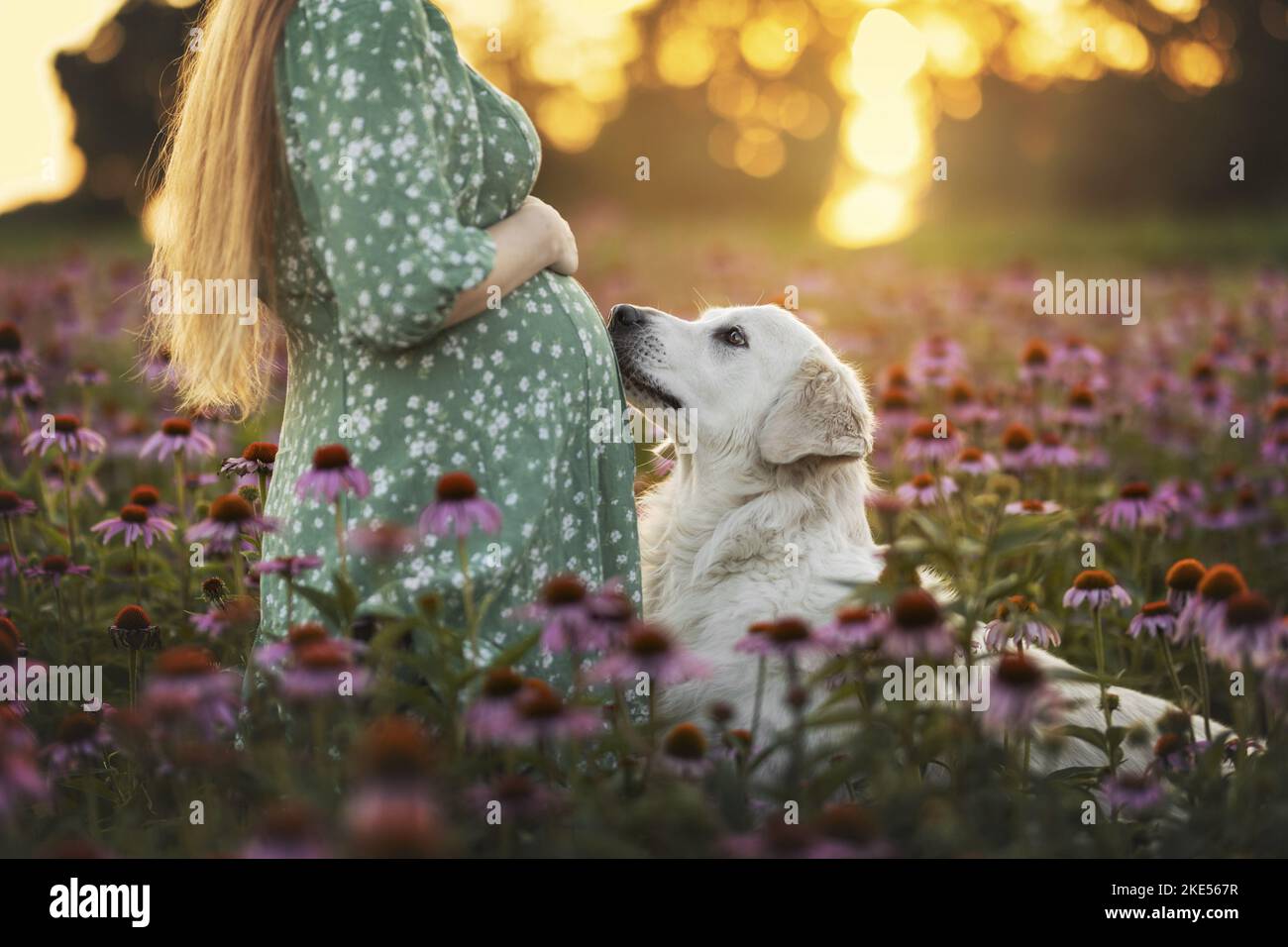 Pregnant labrador retriever hi-res stock photography and images - Alamy